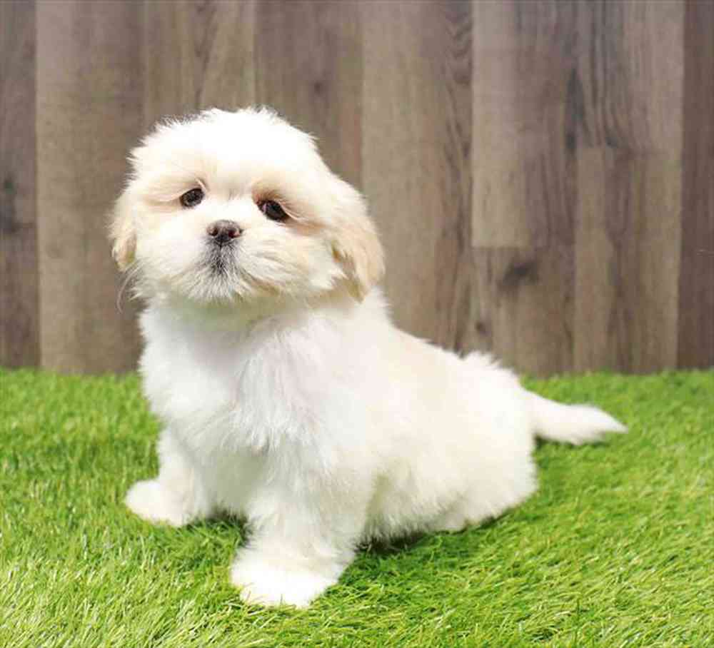Lhasa-Poo Puppies for sale